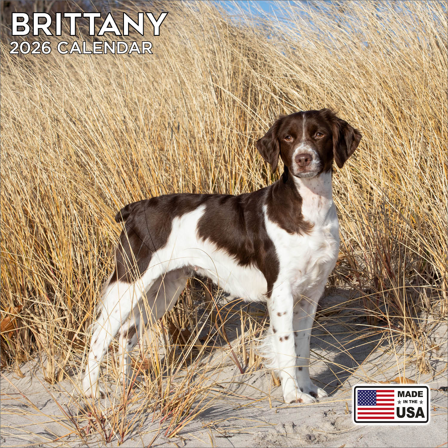 Brittany Calendar 2026 - Dog Breed Wall Calendar - Made in the USA! | eBay
