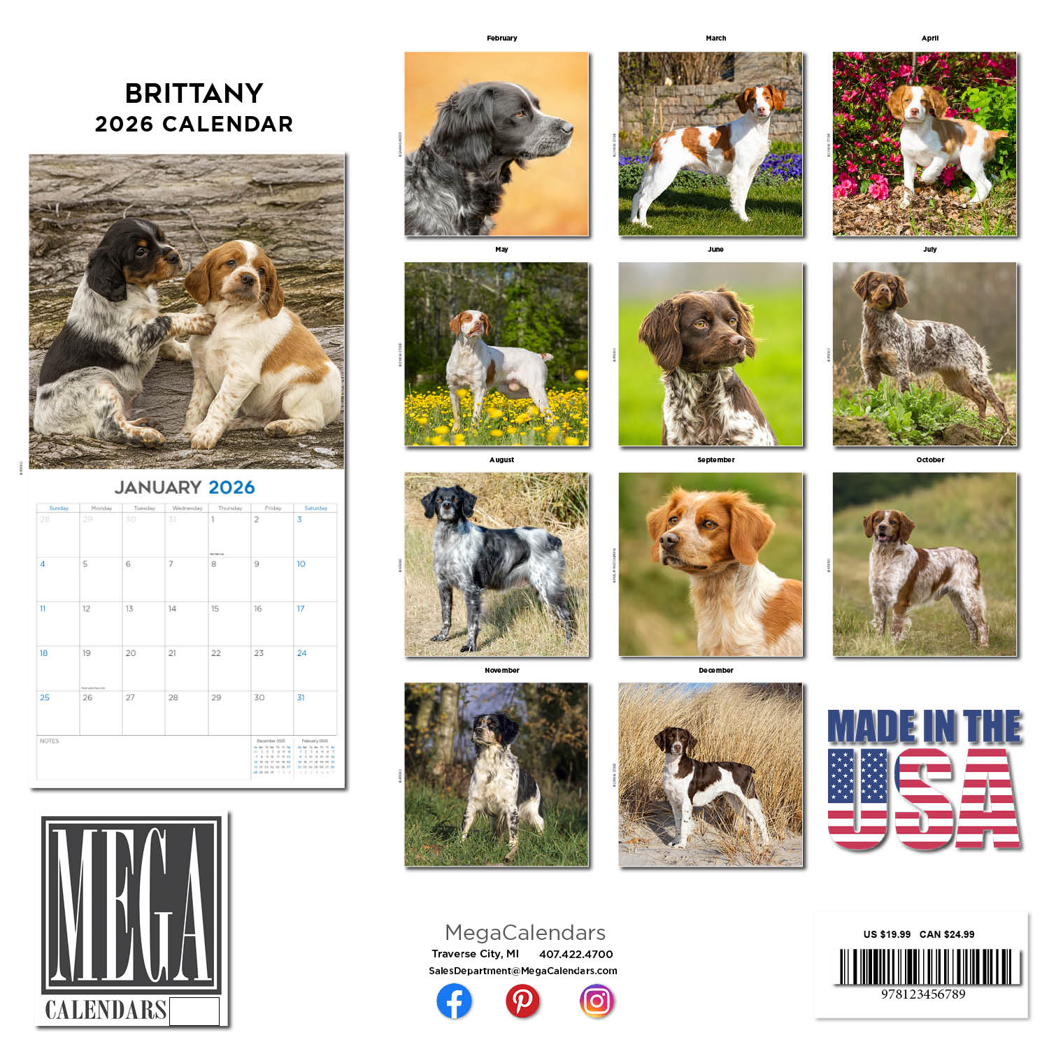 Brittany Calendar 2026 - Dog Breed Wall Calendar - Made in the USA! | eBay